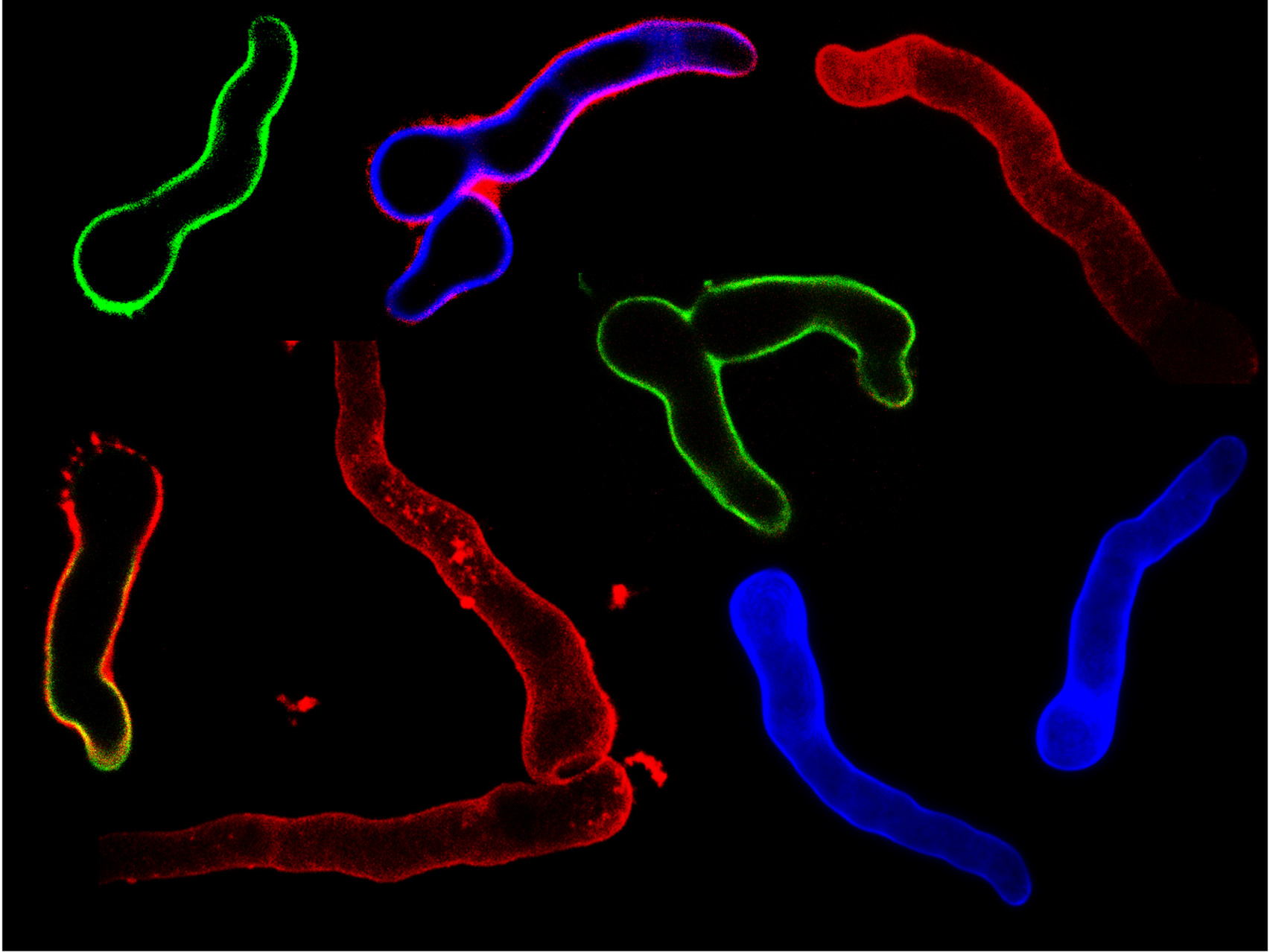 HFP2024: Molecular mechanisms of host–pathogen interactions and ...