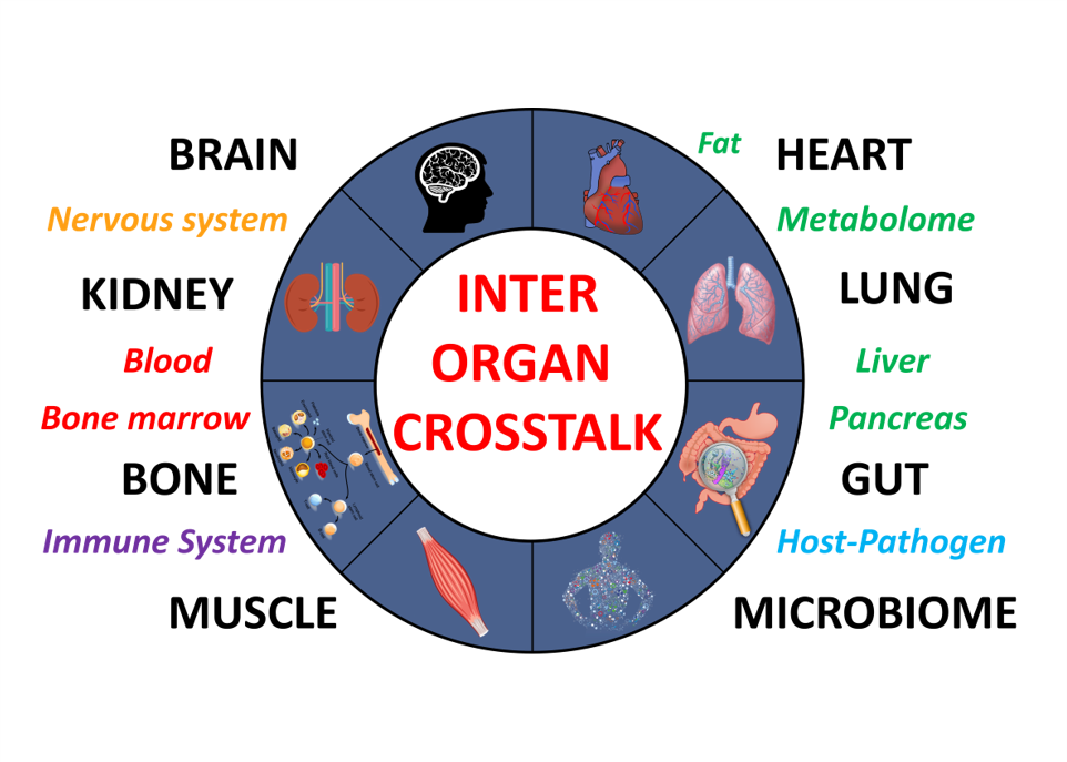 Molecular mechanisms of interorgan crosstalk in health and disease - FEBS