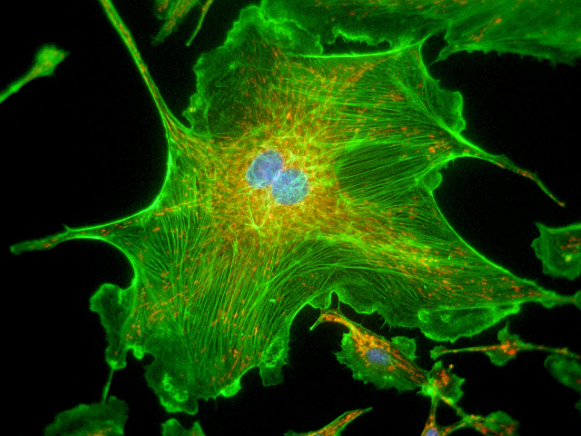 Functional imaging of cellular dynamics - FEBS