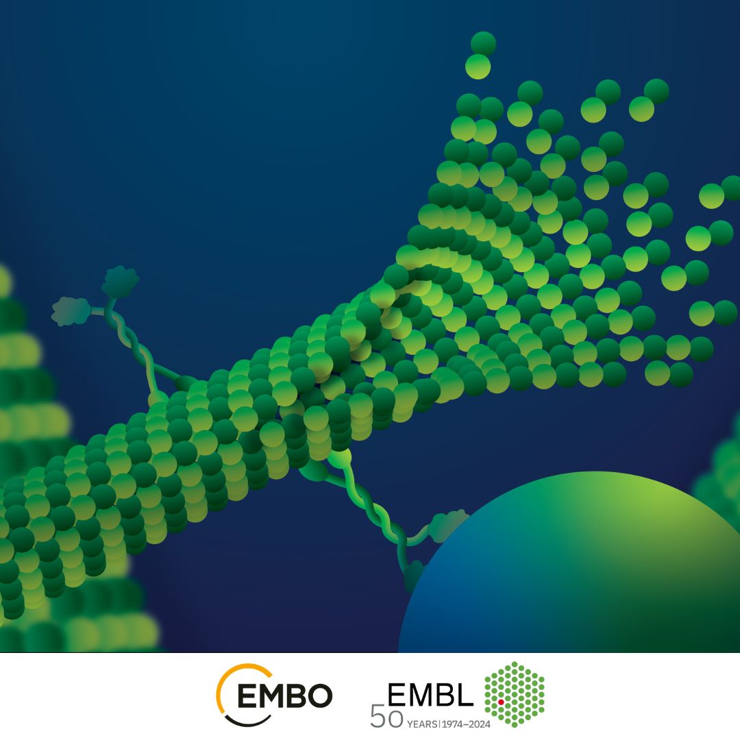 EMBO | EMBL Symposium Microtubules: from atoms to complex systems - FEBS
