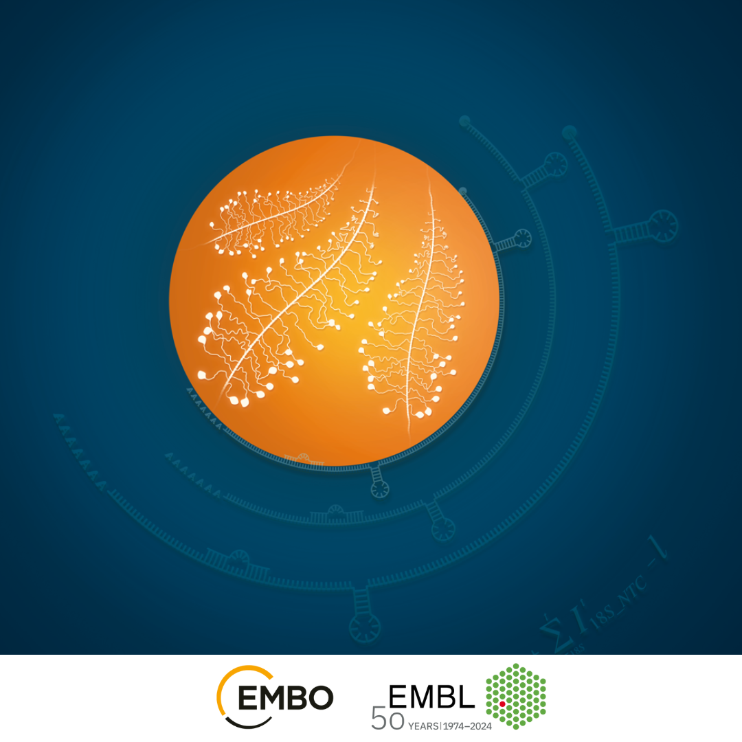 EMBO | EMBL Symposium The complex life of RNA - FEBS EMBO | EMBL Symposium The complex life of RNA - FEBS