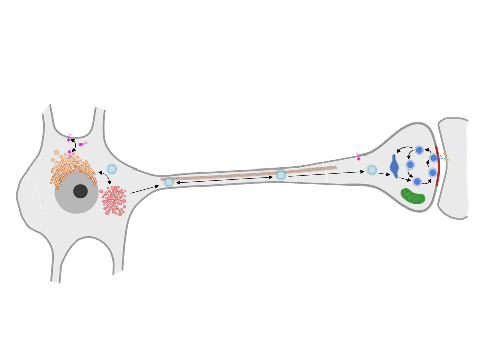 Molecular mechanisms of synaptic vesicle dynamics - FEBS